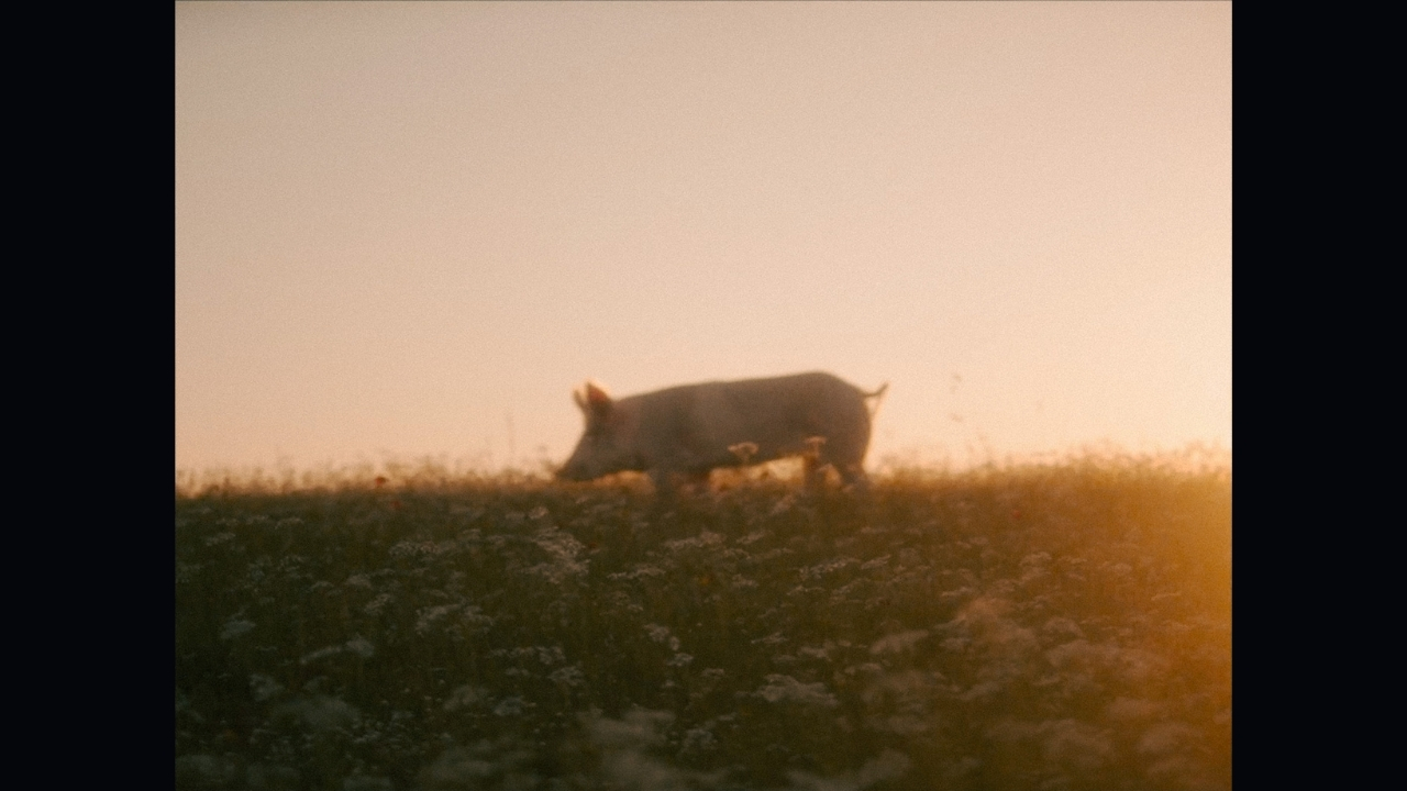 GOODBYE PIG - Ischia Global Festival